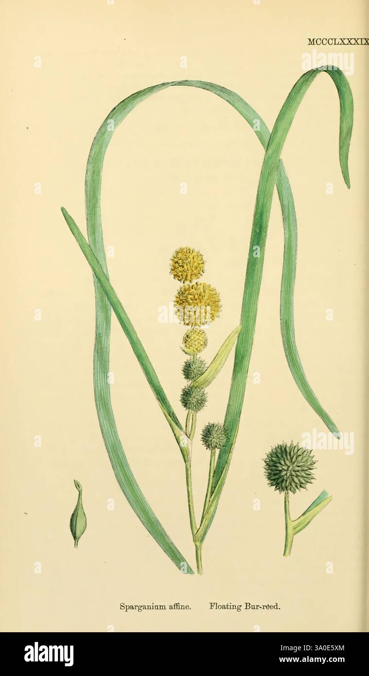 Floating bar reed hi-res stock photography and images - Alamy