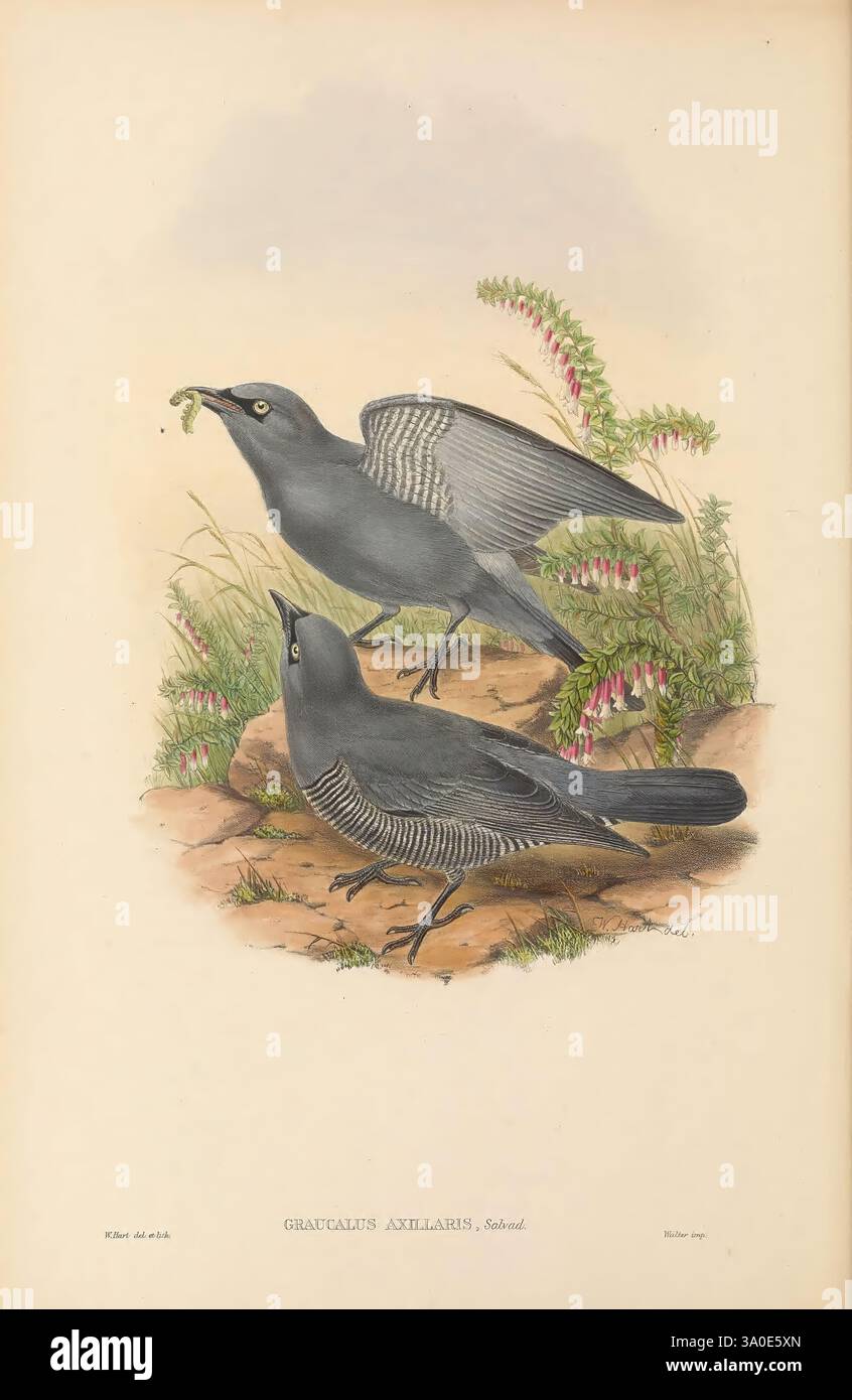 Artistic representation features two birds hi-res stock photography and ...