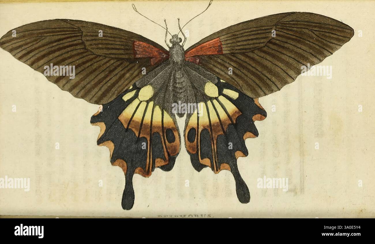 The Naturalist's Pocket Magazine or Compleat Cabinet of the Curiosities ...