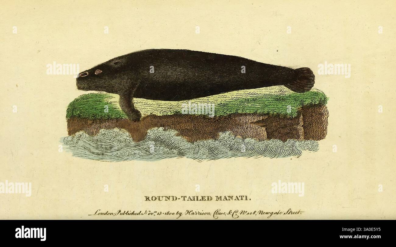 Manatees rounded shape hi-res stock photography and images - Alamy