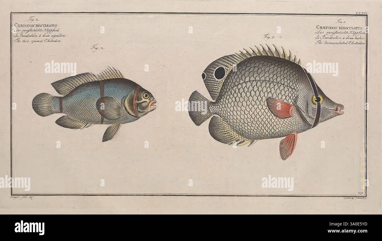 Detailed fin patterns hi-res stock photography and images - Alamy