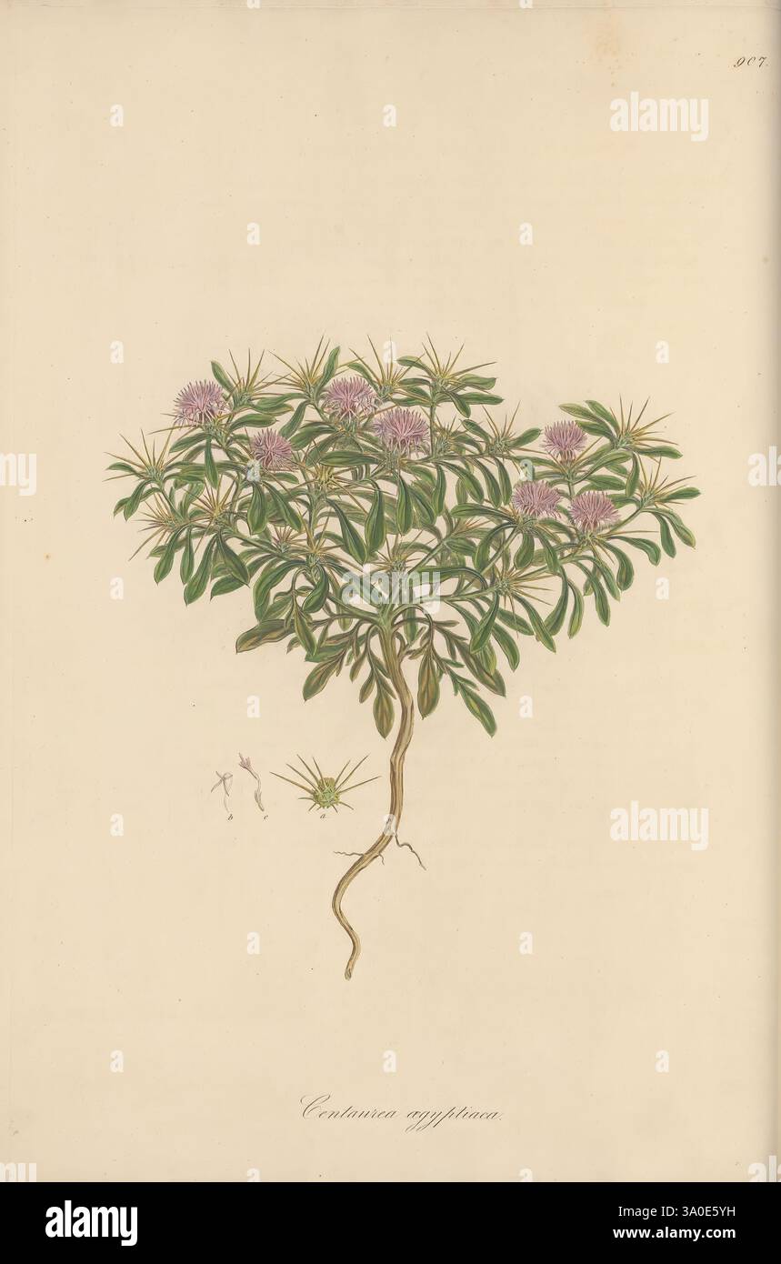 Flora Graeca, sive, Plantarum rariorum historia, quas in provinciis aut ...