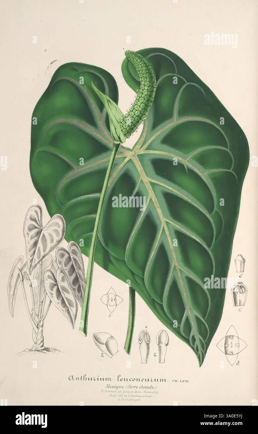 Include various morphological features hi-res stock photography and ...