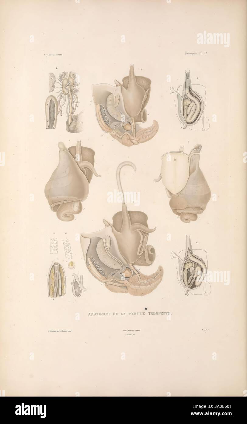 Zoologie Paris, A. Bertrand, 1841-52., This illustration features a ...