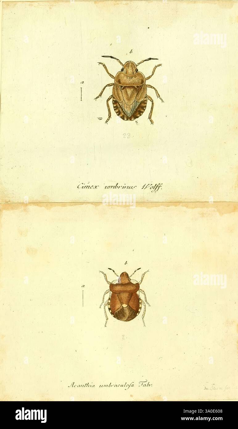 Faunae Insectorum Germanicae Initia Nuremberg Felsecker 1792-1823 ...
