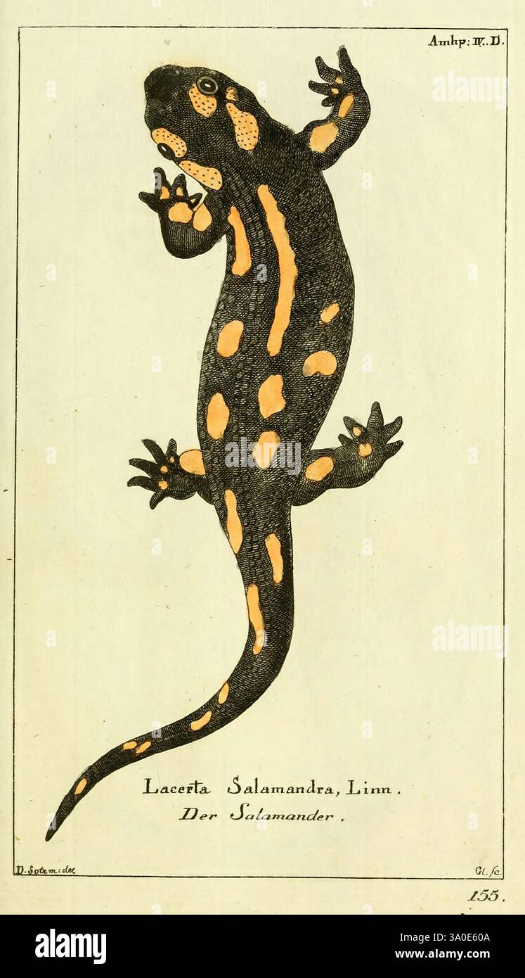 Long slender hind limbs hi-res stock photography and images - Alamy