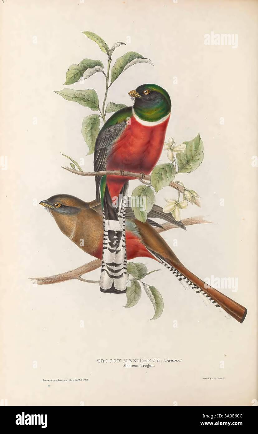 A monograph of the Trogonidae, or family of trogons London, The Author ...