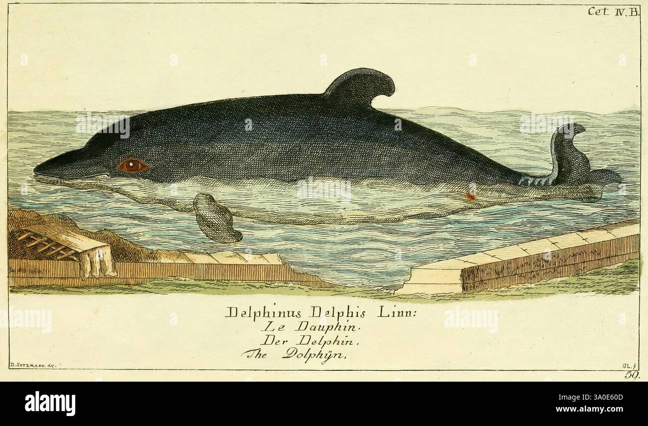 Whale lore hi-res stock photography and images - Alamy