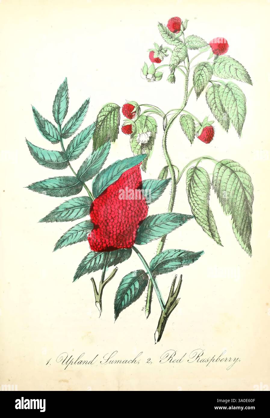 The American flora New York, Hull & Spencer, 1855, plants, North ...