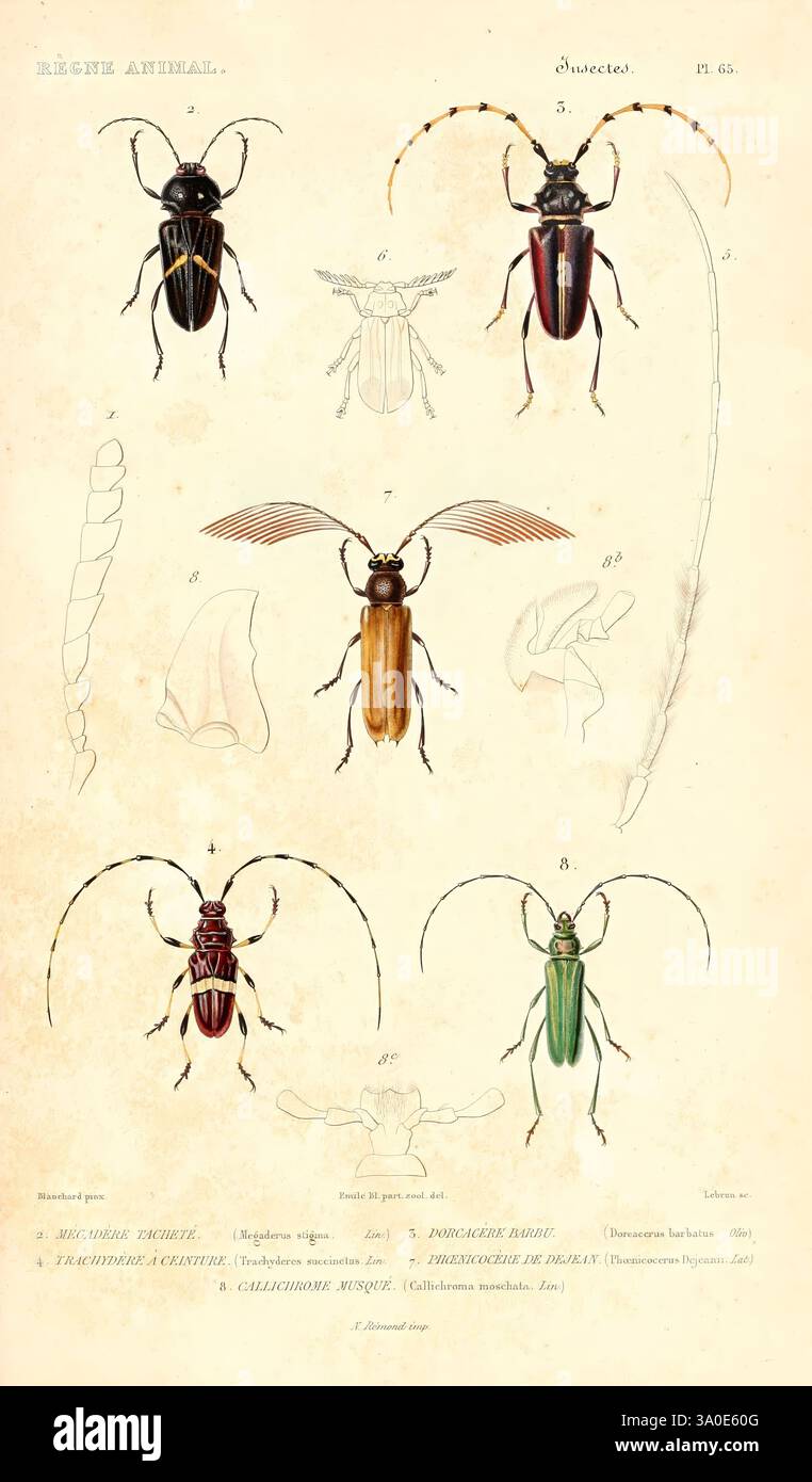 Phoenicocerus dejeanii hi-res stock photography and images - Alamy