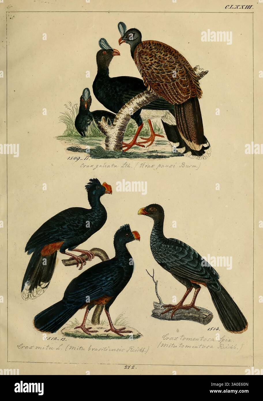 Central, Atlas, für, zoologische, Gärten, Part, 1, 5, Dresden ...