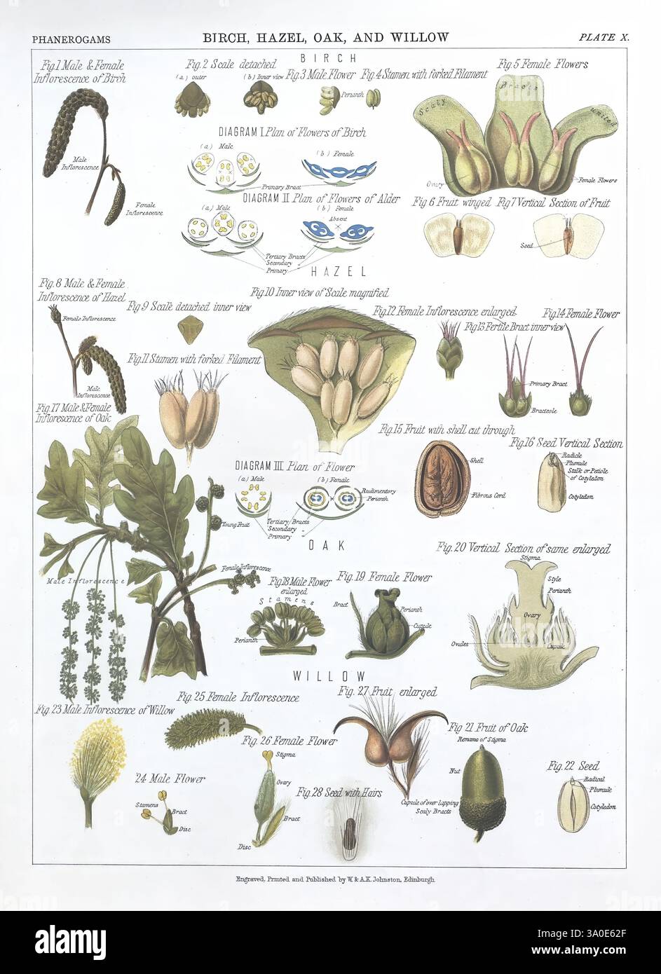The, botanical, atlas, New York, The, Century, Co, 1883, botany ...