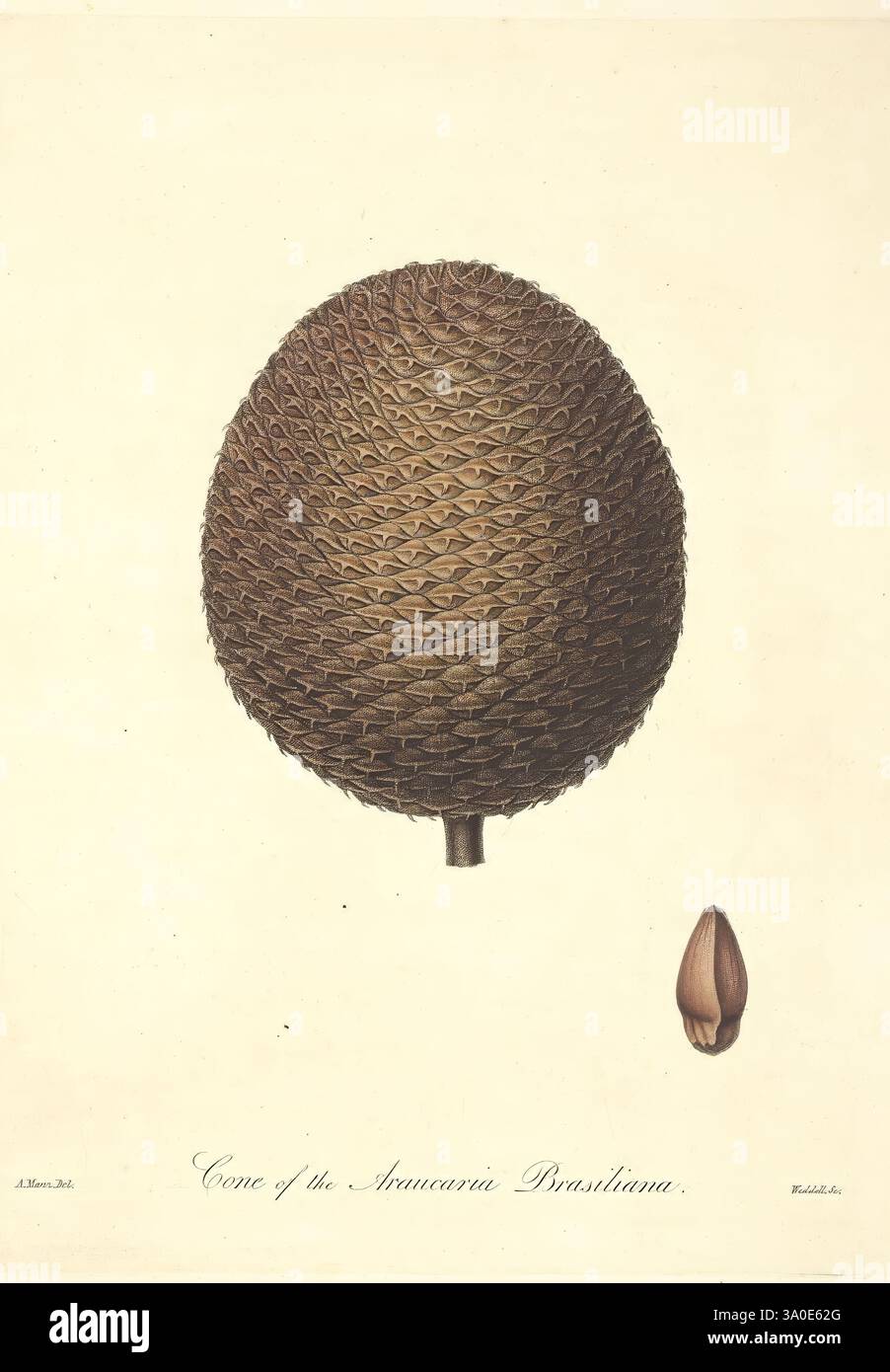 Araucaria brasiliensis tree hi-res stock photography and images - Alamy