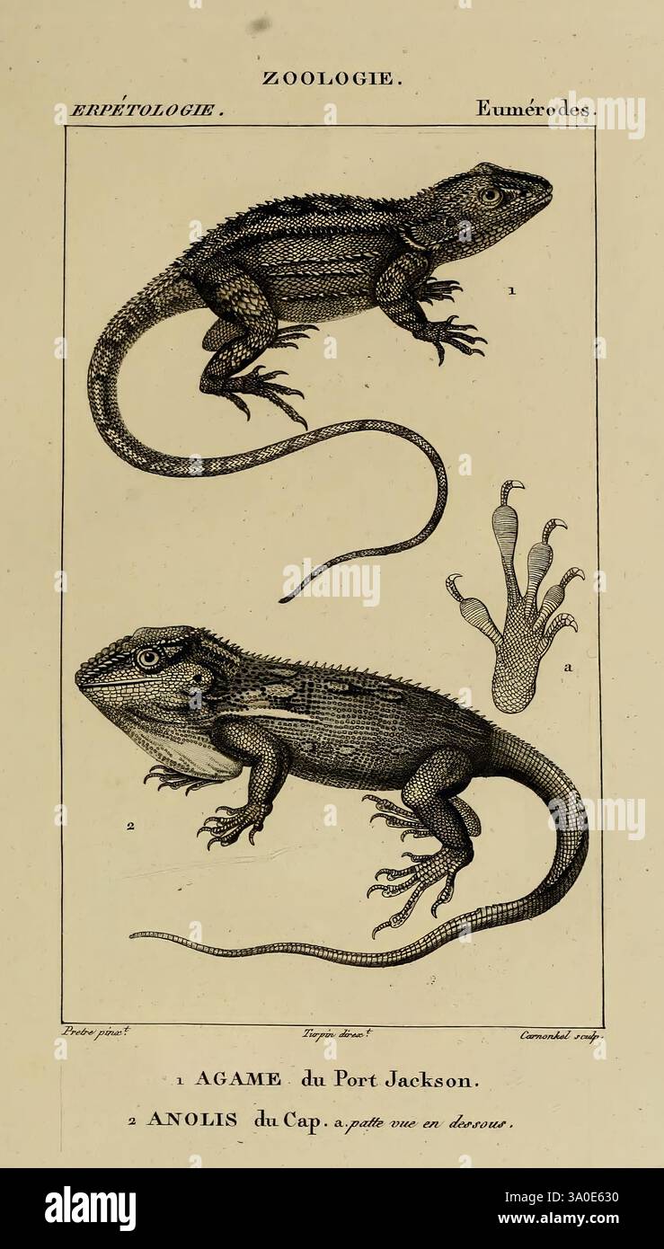 Two distinct species of lizards hi-res stock photography and images - Alamy