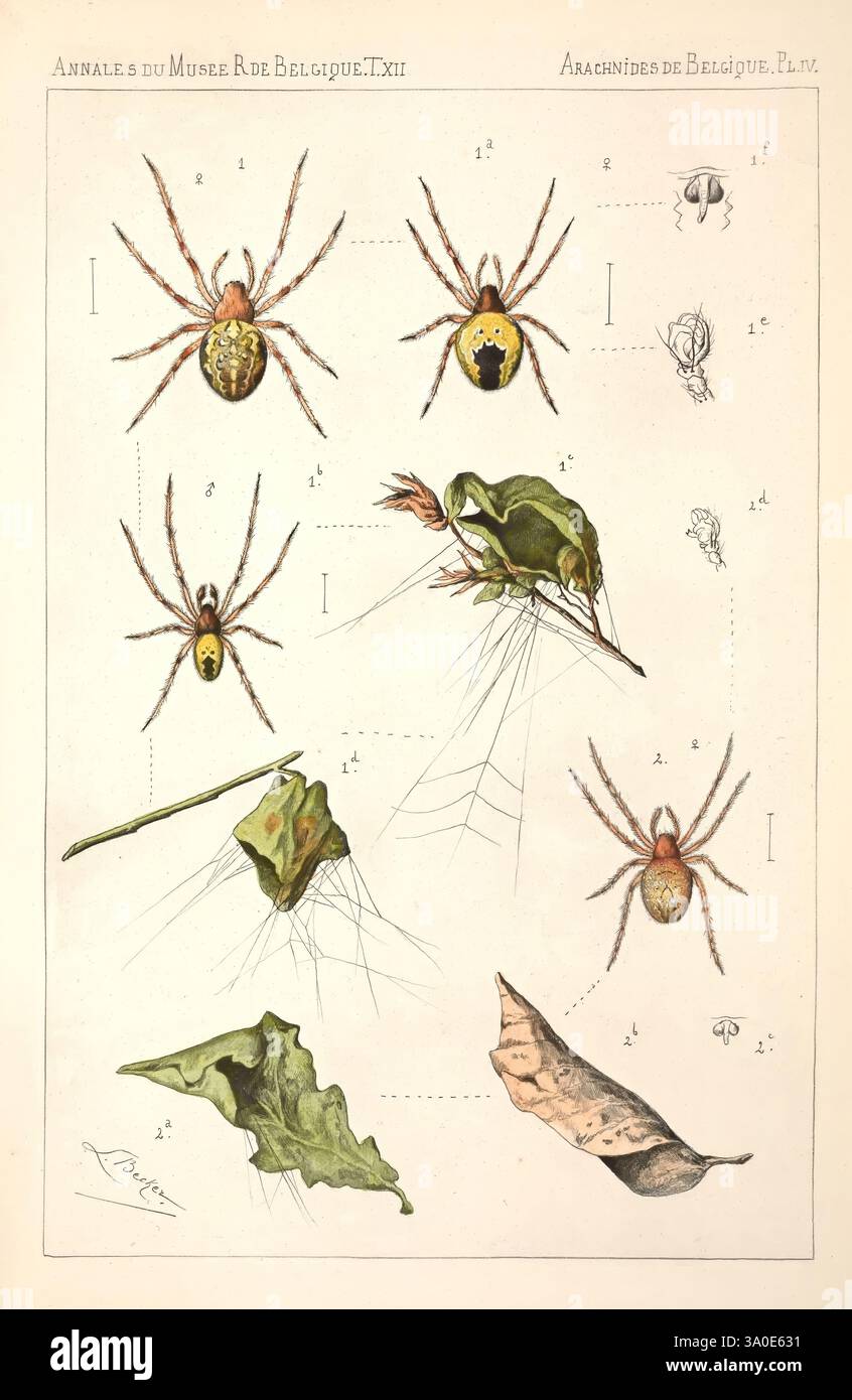 1882 96 arachnida hi-res stock photography and images - Alamy