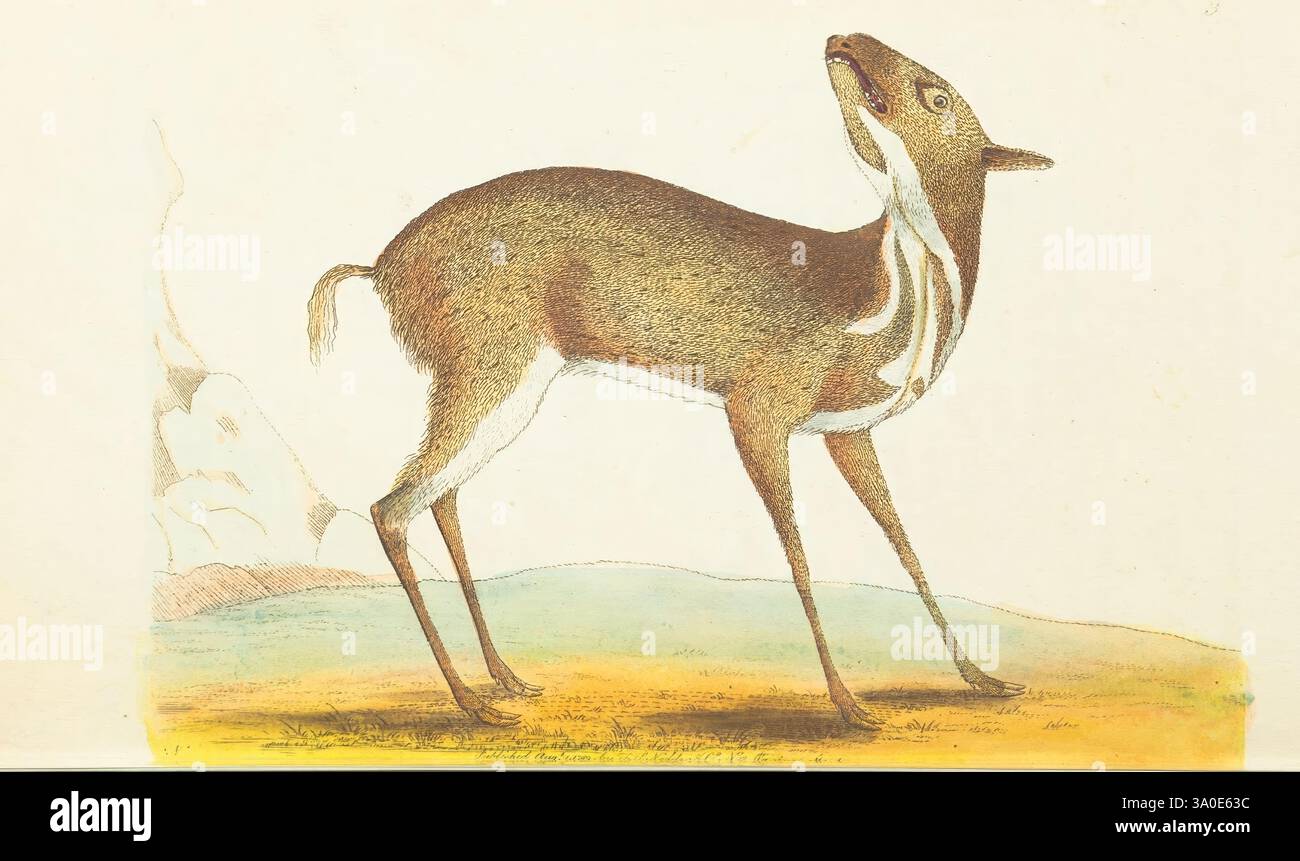 The naturalists' miscellany, London, Printed for Nodder & Co, 1789 ...