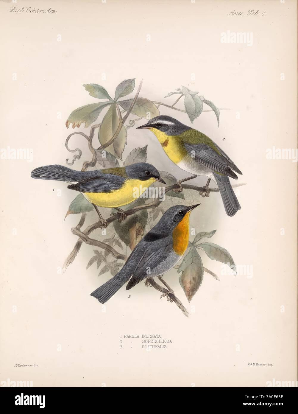 Third bird stands hi-res stock photography and images - Alamy