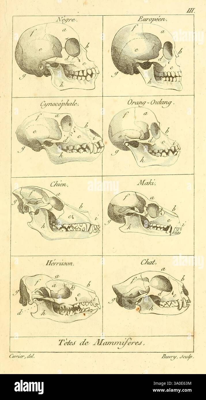 Diversity in skull structure across hi-res stock photography and images ...
