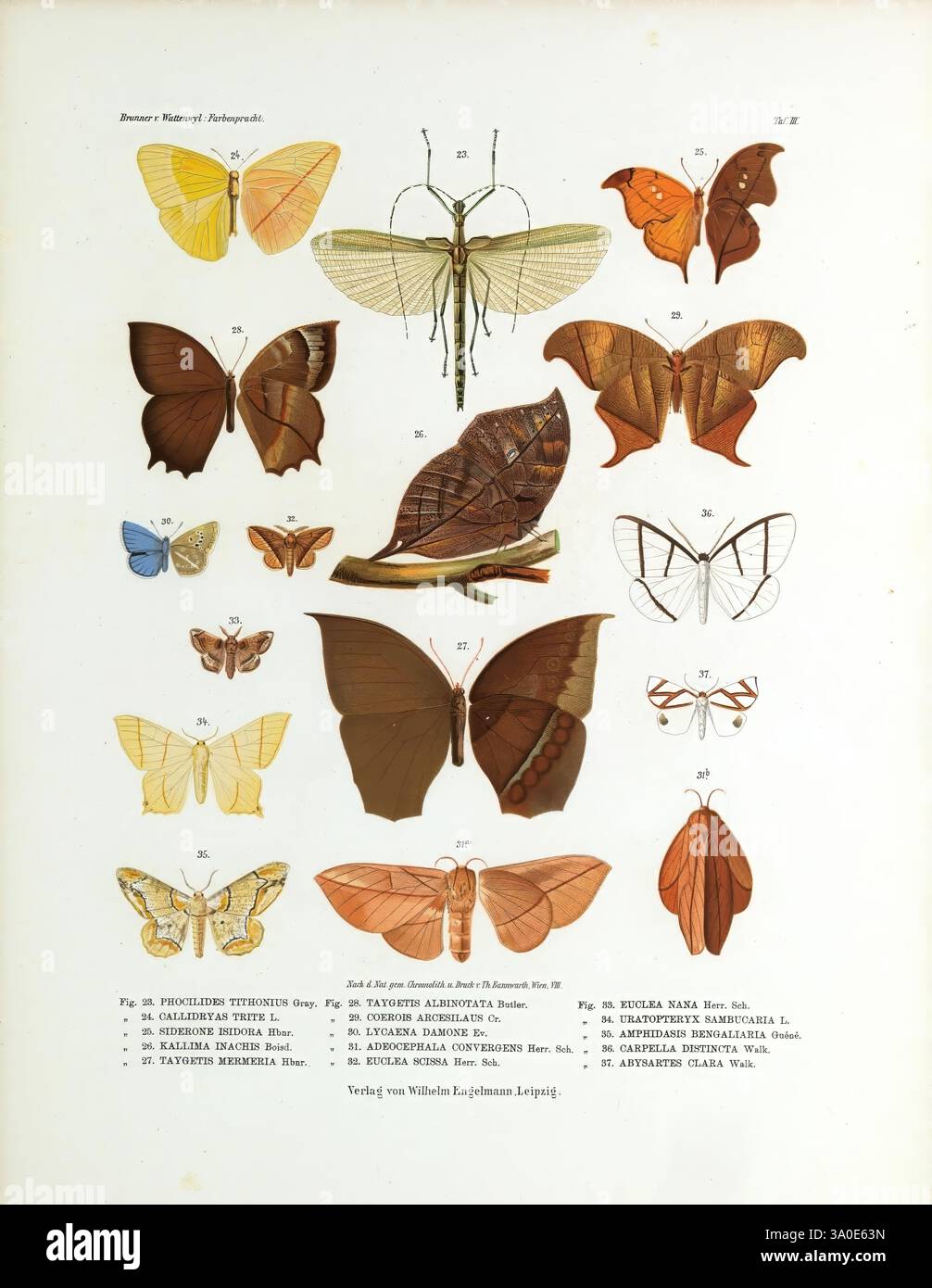 Clear comparison of characteristics hi-res stock photography and images ...