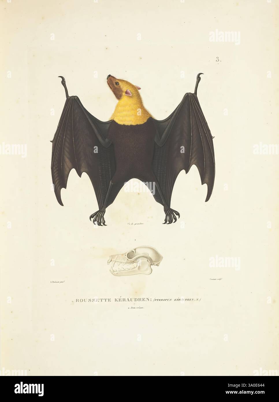 Foxes endangered hist hi-res stock photography and images - Alamy