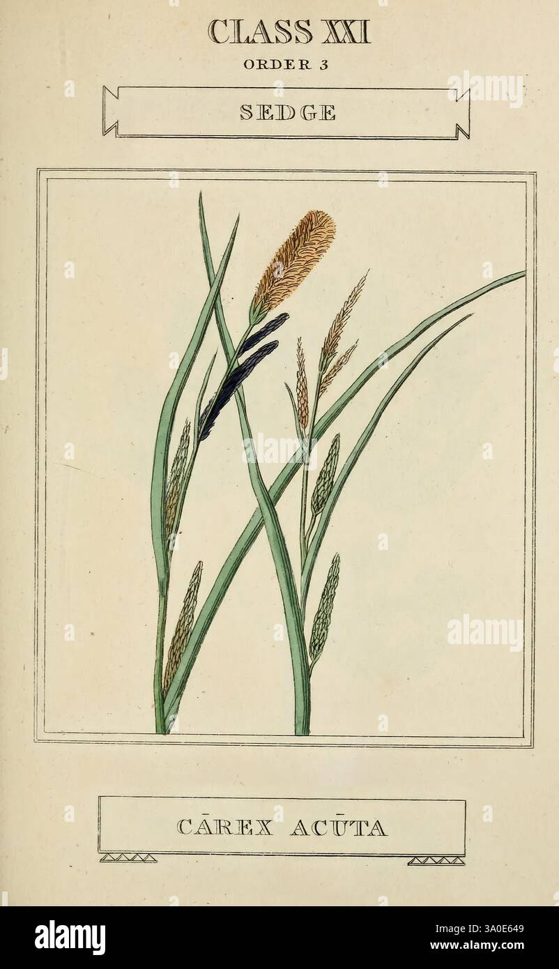 Elements of the Science of Botany, London, Printed by T. Bensley for J ...
