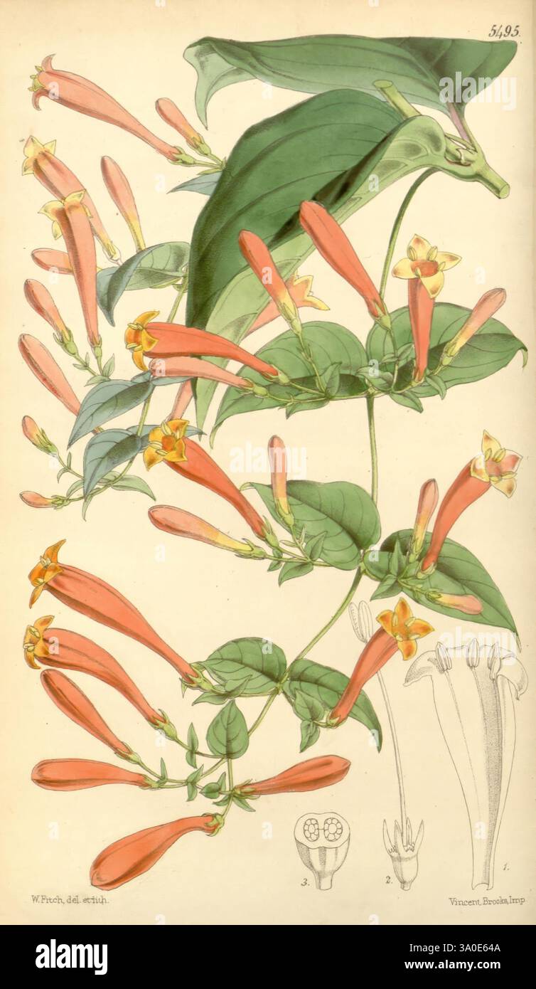 Firecracker vine hi-res stock photography and images - Alamy