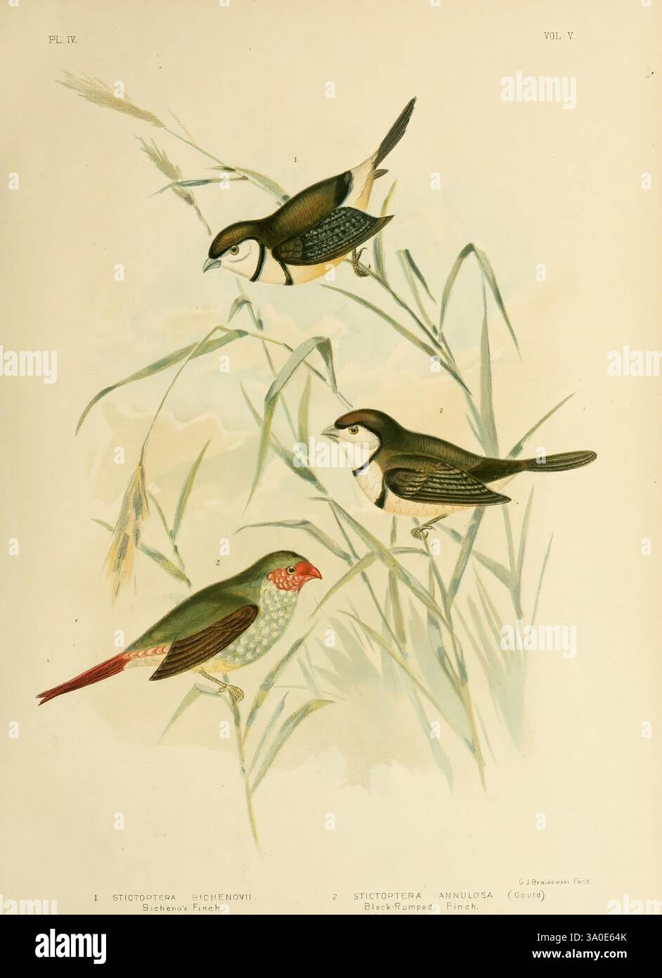 The birds of Australia, Melbourne C. Stuart & co, 1890-91. bird, birds ...