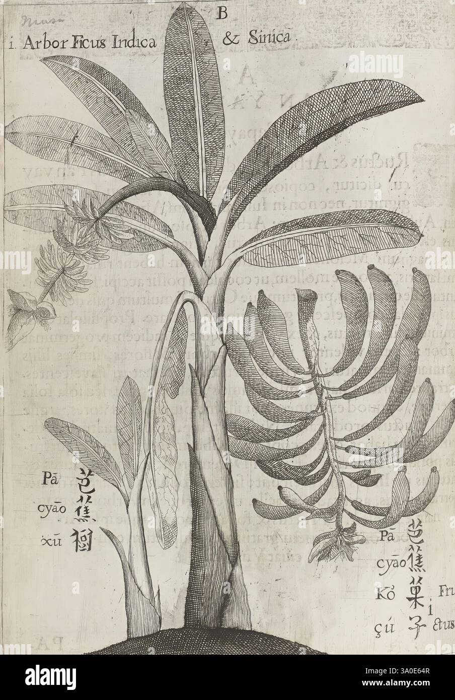 Arbor ficus indica hi-res stock photography and images - Alamy