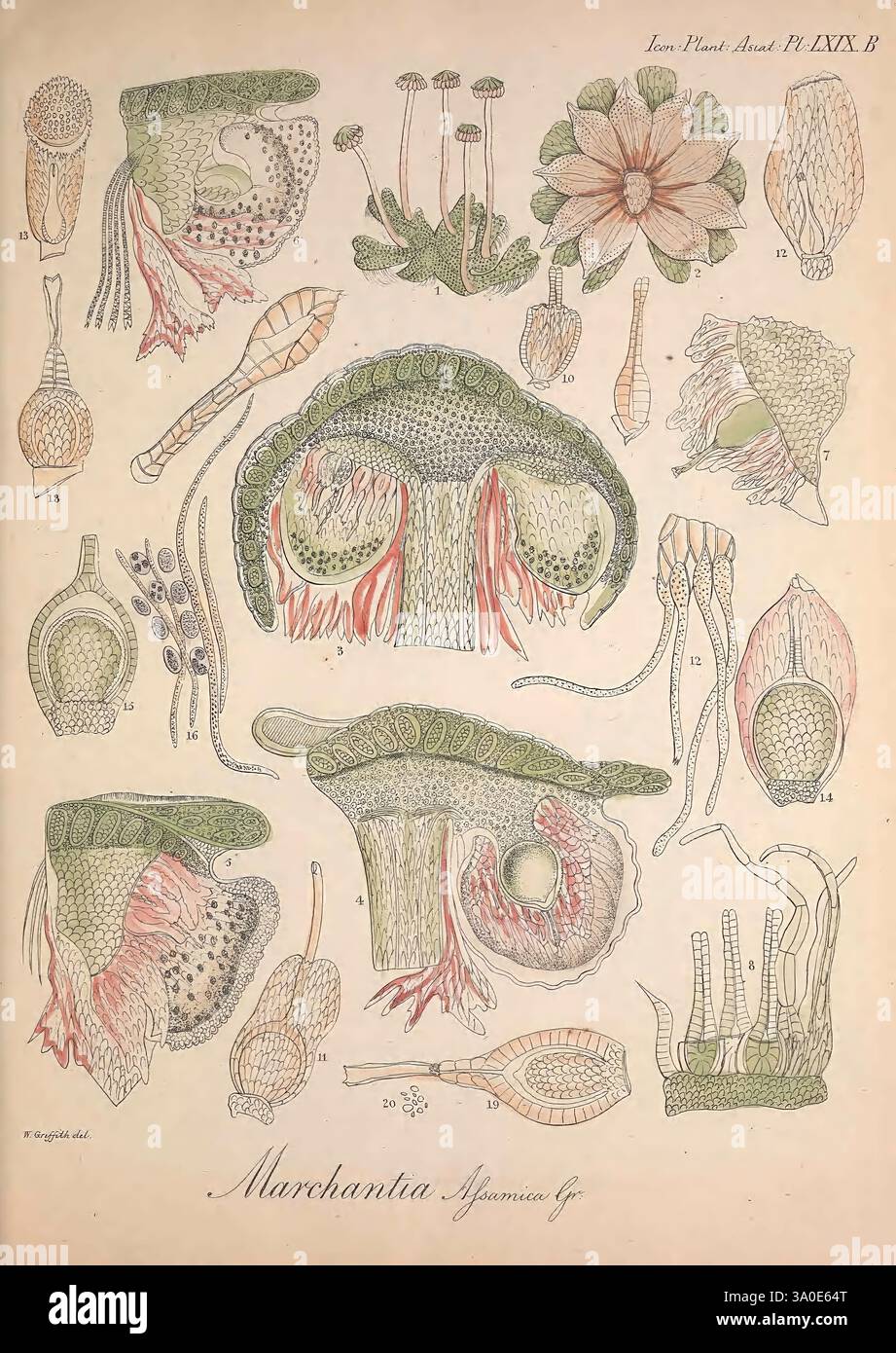 Spore case development hi-res stock photography and images - Alamy