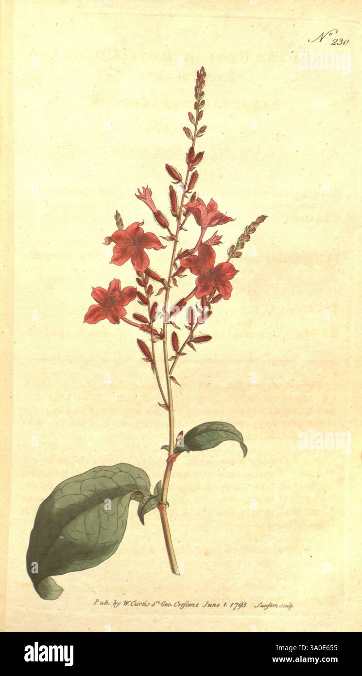 The Botanical magazine, or Flower-garden displayed, 1790-1800, botany ...