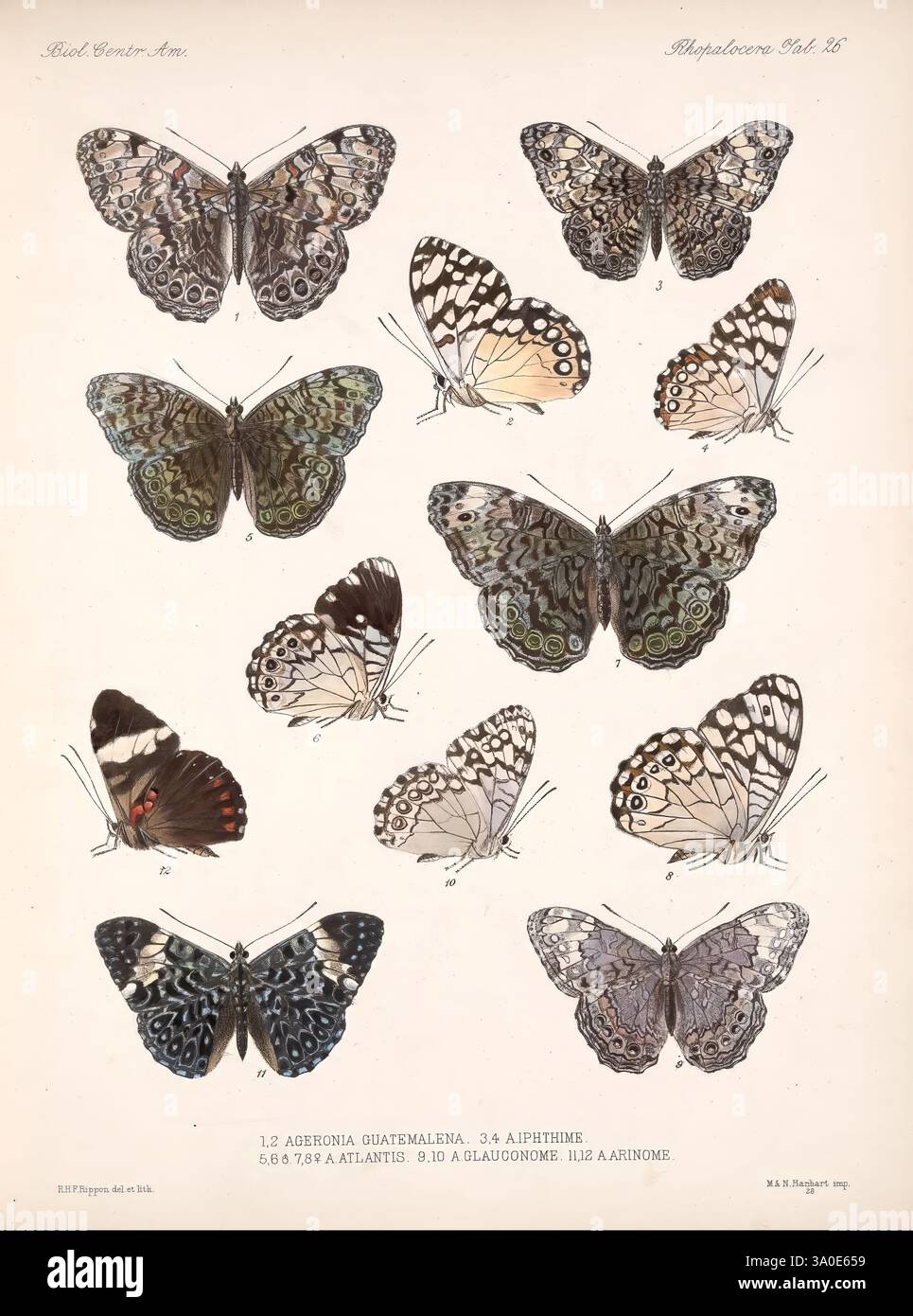 Arrangement features six distinct butterflies hi-res stock photography ...