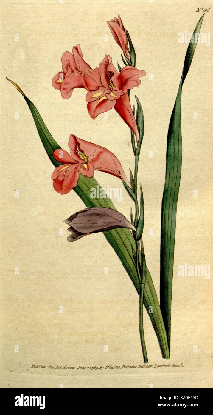 1790 1800 botany periodicals pictorial works william curtis flow hi-res ...