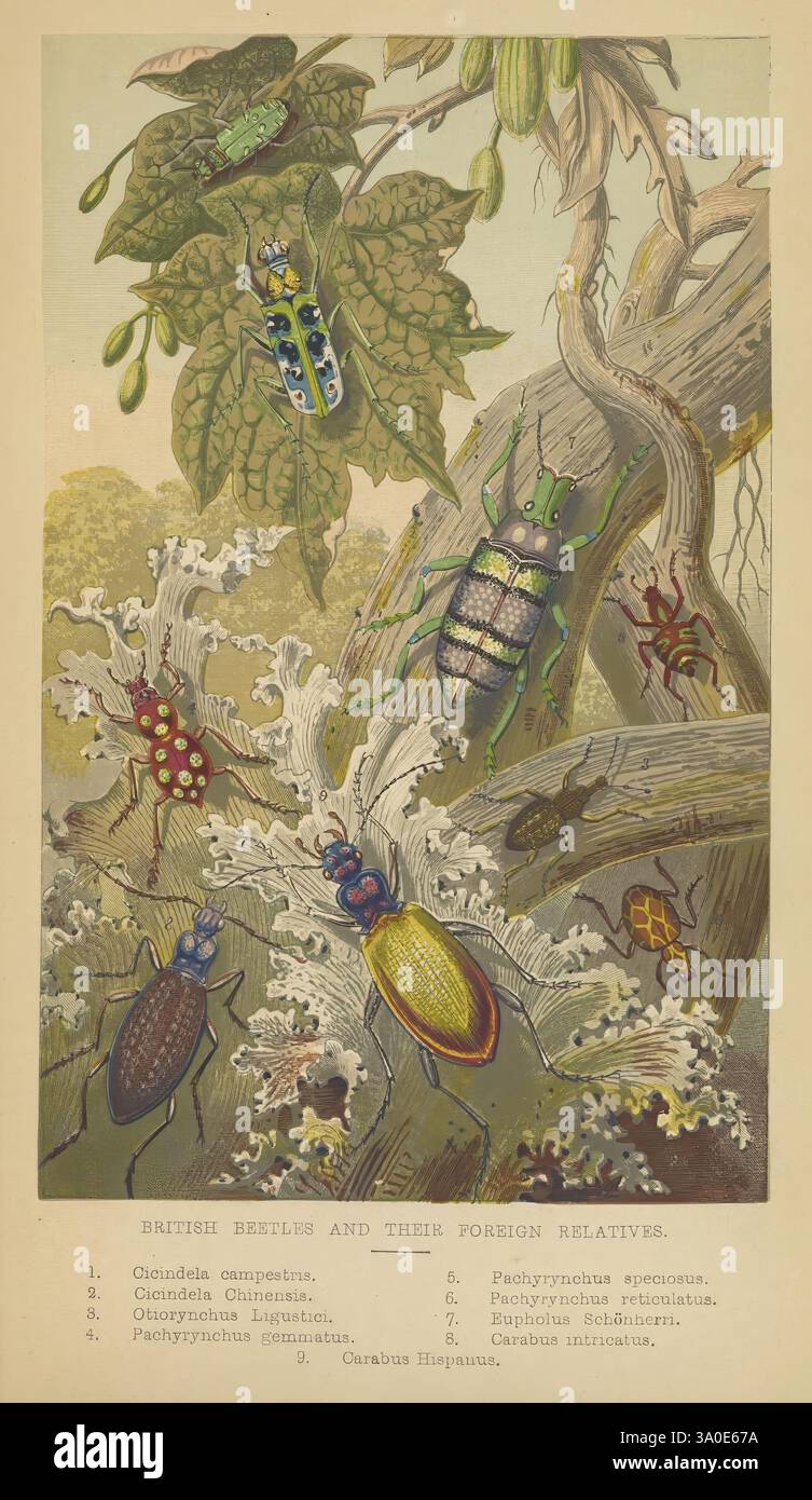 Detailed array of insect species hi-res stock photography and images ...