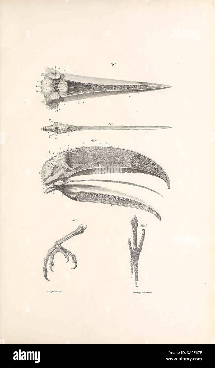 Detailed anatomical study of various skeletal structures belongi hi-res ...