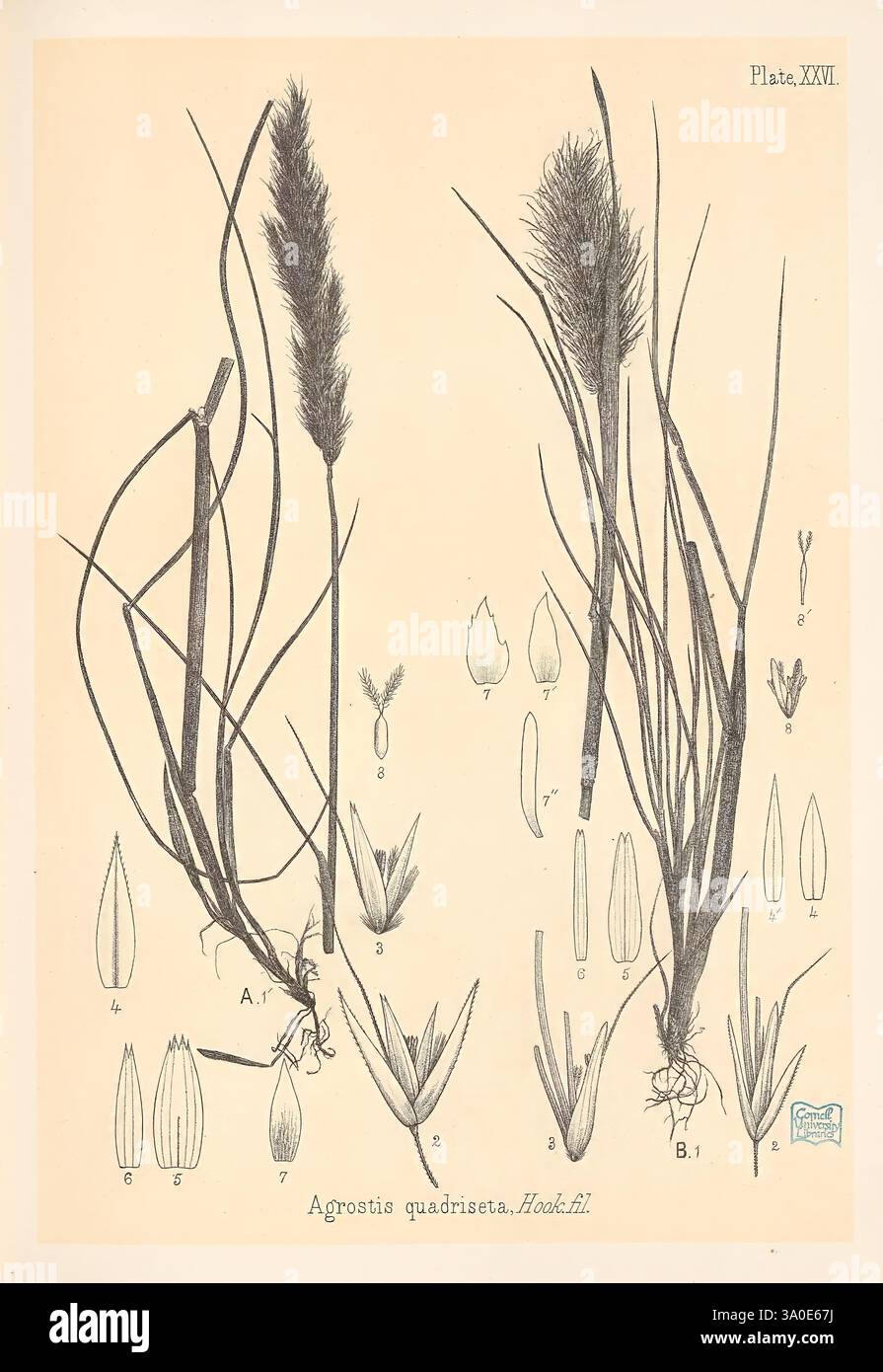 The indigenous grasses of New Zealand. Wellington, N. Z, by authority ...