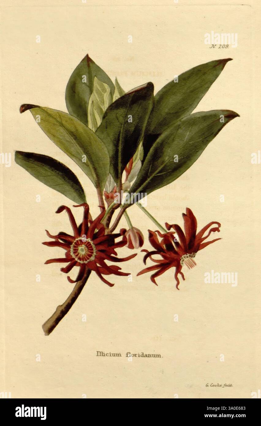 The, botanical, cabinet, London, John, and, Arthur, Arch, 1817-1833 ...