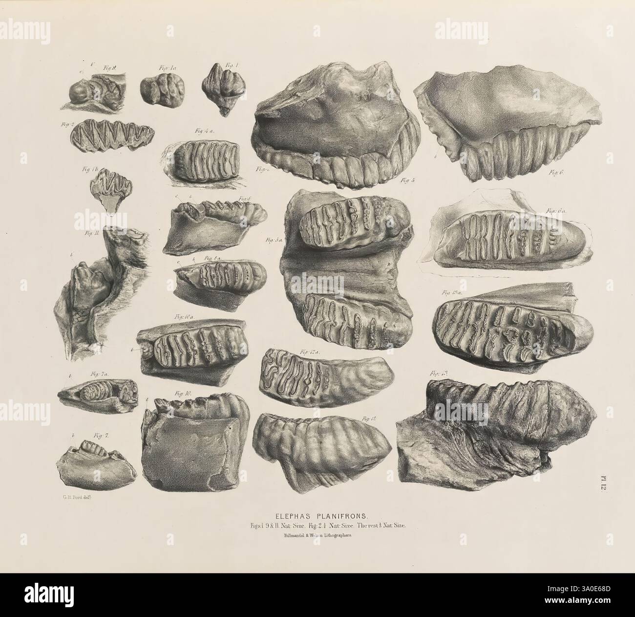 Range of dental structures hi-res stock photography and images - Alamy