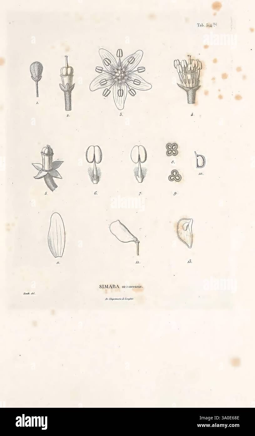 Showcasing various detailed representations of flowers hi-res stock ...