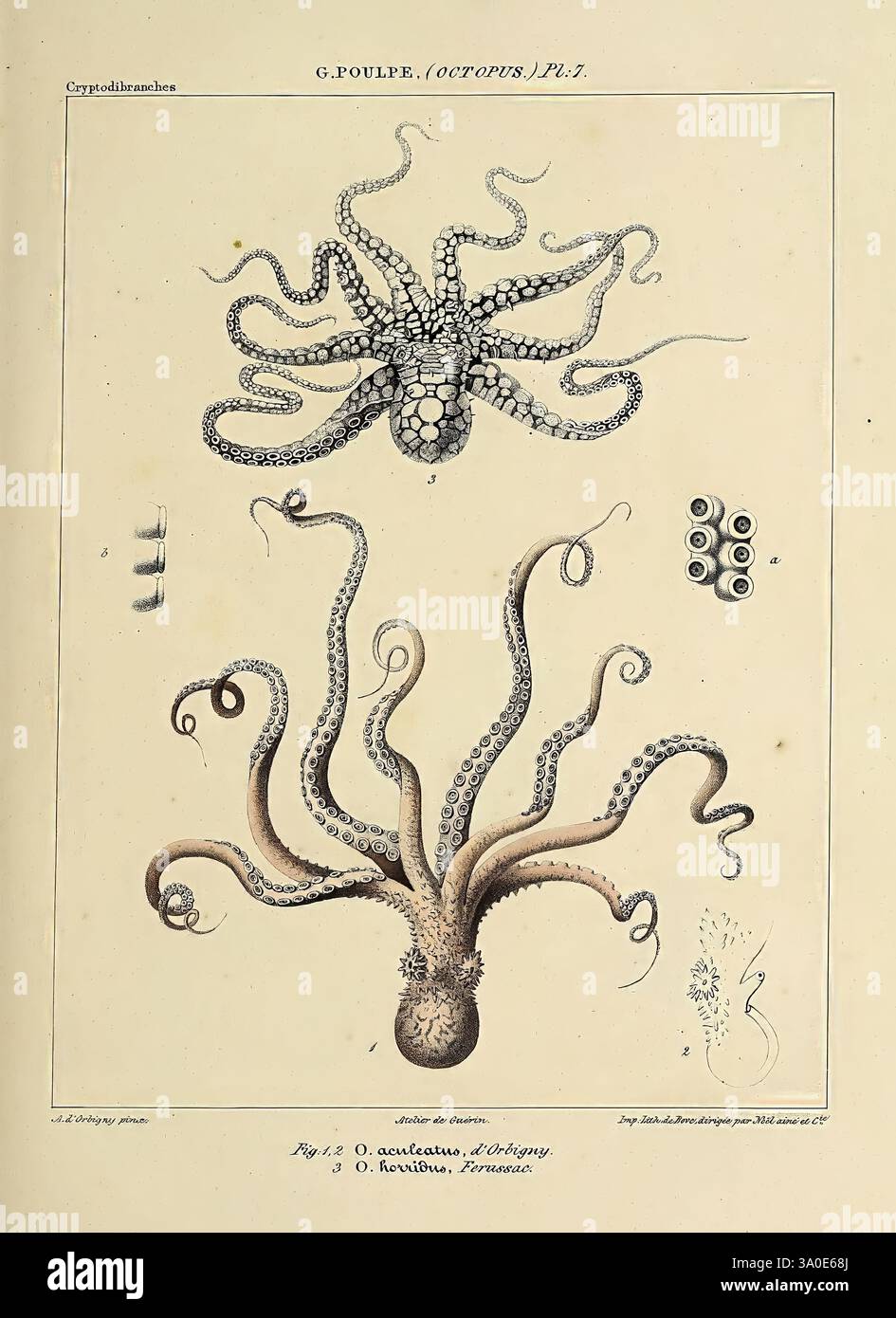 Second octopus displays hi-res stock photography and images - Alamy