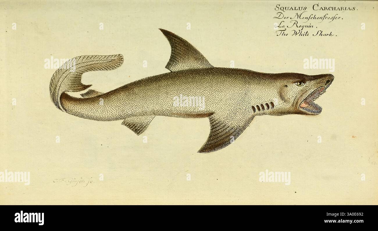 Streamlined fins designed hi-res stock photography and images - Alamy