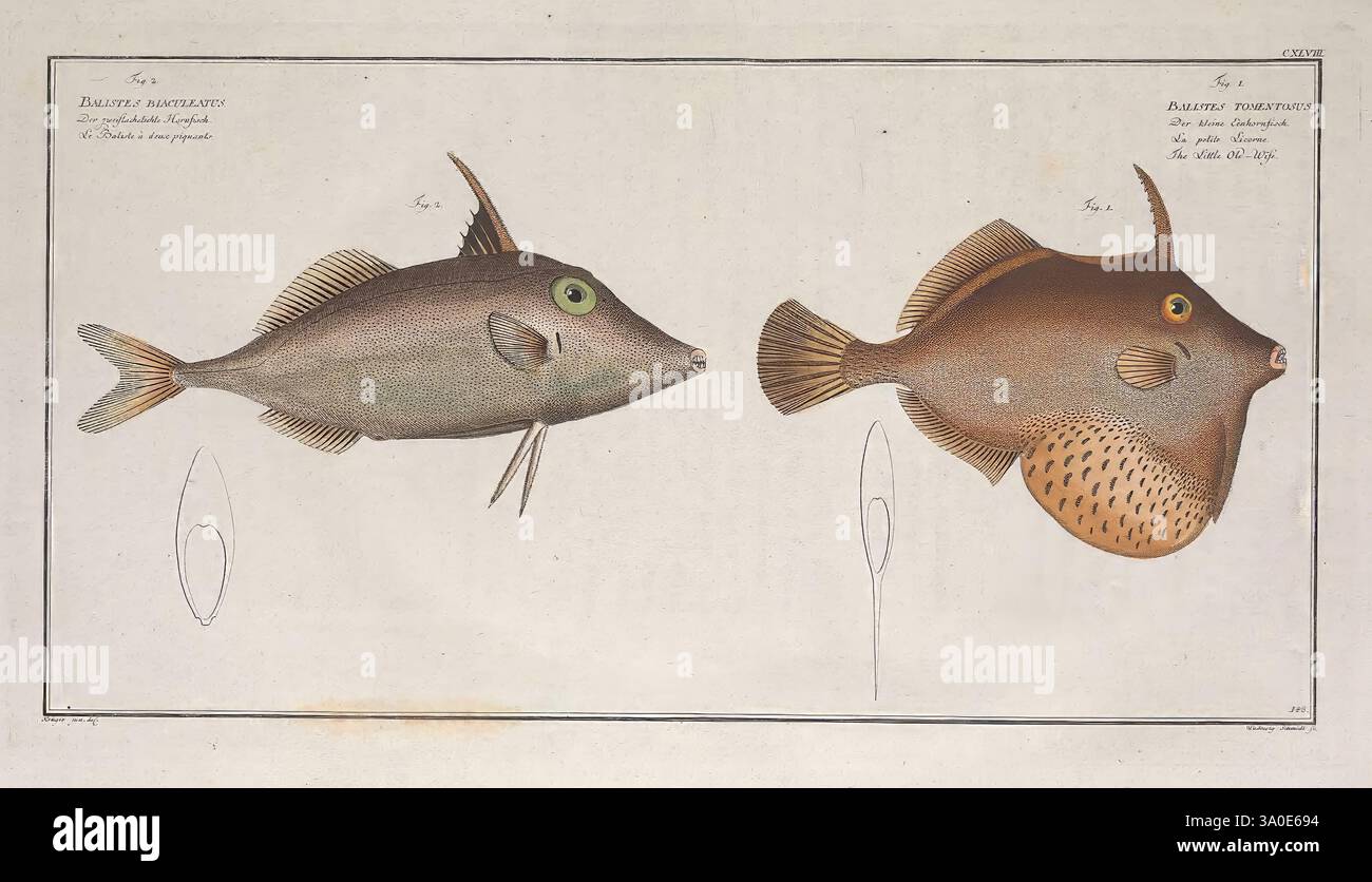 Distinctive upward facing spine hi-res stock photography and images - Alamy