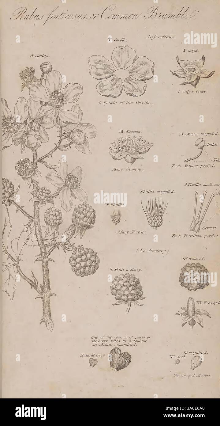 Common brambles botanical characteristics hi-res stock photography and ...