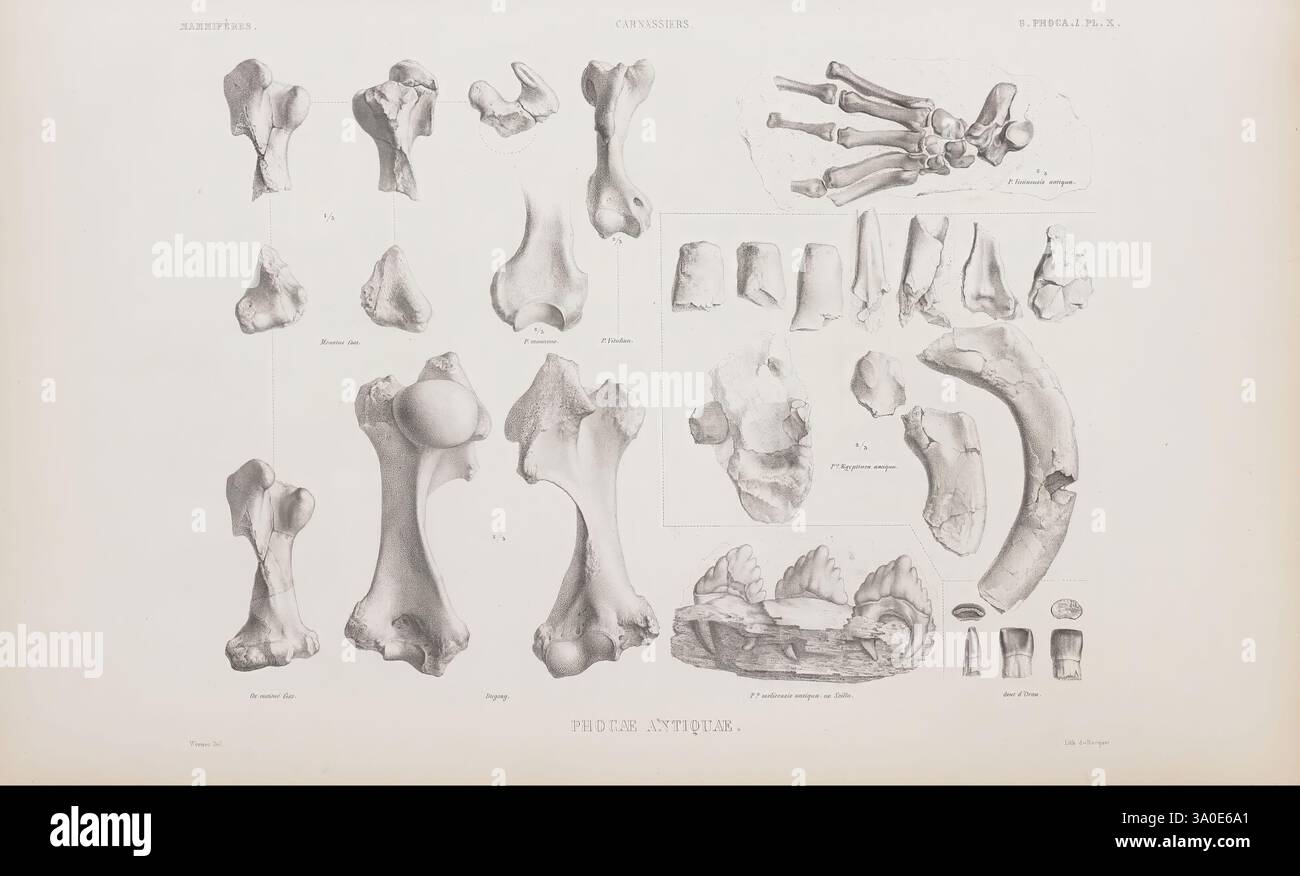 Diversity of bone shapes hi-res stock photography and images - Alamy