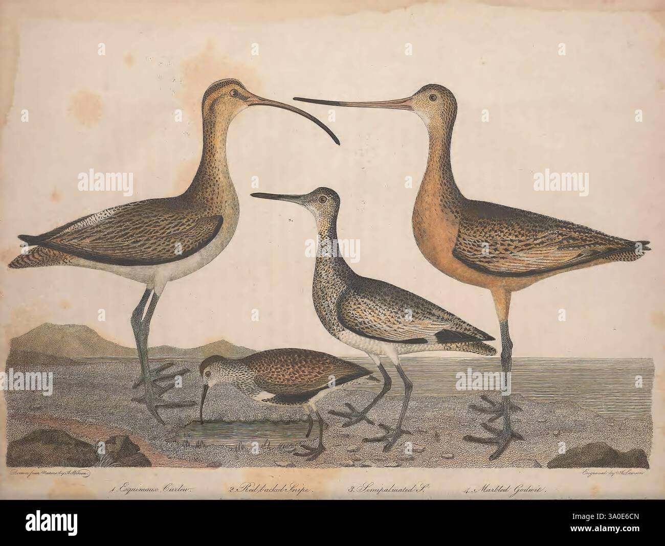 Composition features three birds in various postures hi-res stock ...