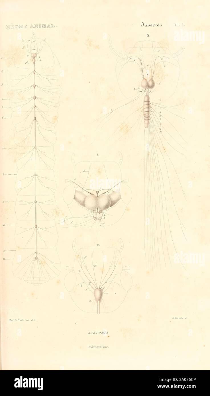 Le règne animal distribué d'après son organisation Paris, 1836-1849 ...