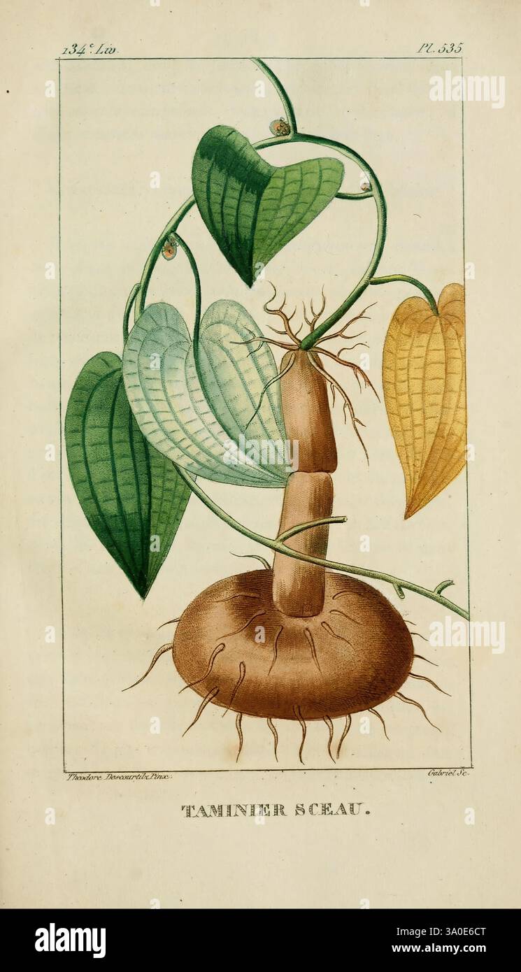 Series of elongated vines hi-res stock photography and images - Alamy