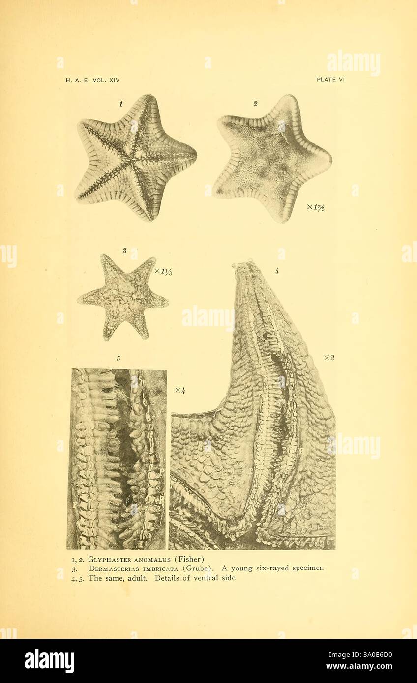 Harriman Alaska series, Washington, 1910-1914, Alaska, natural history, scientific expeditions ...