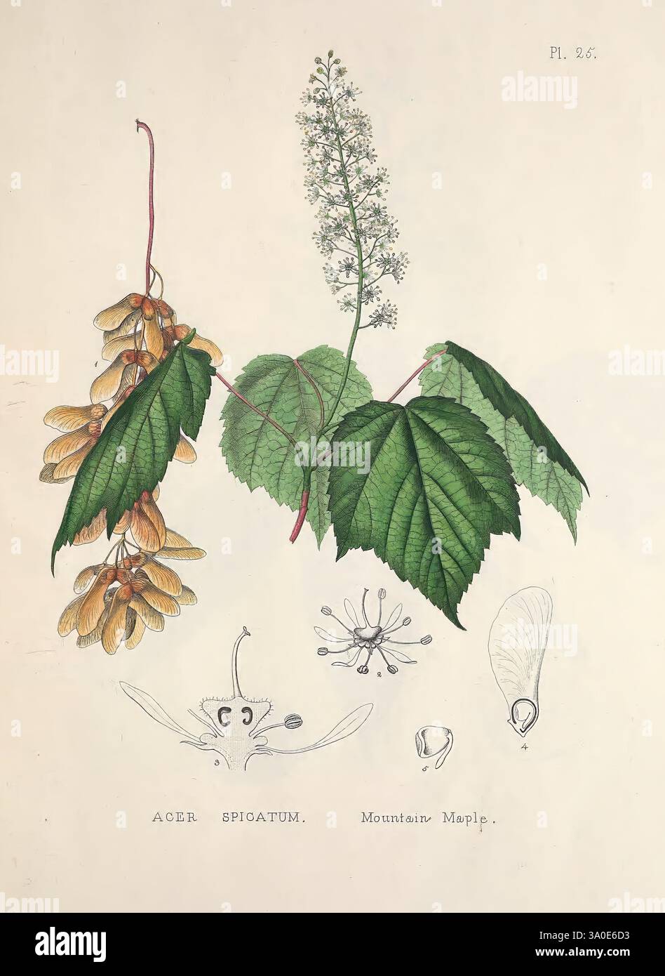 Plates prepared between the years 1849 and 1859, to accompany a report ...