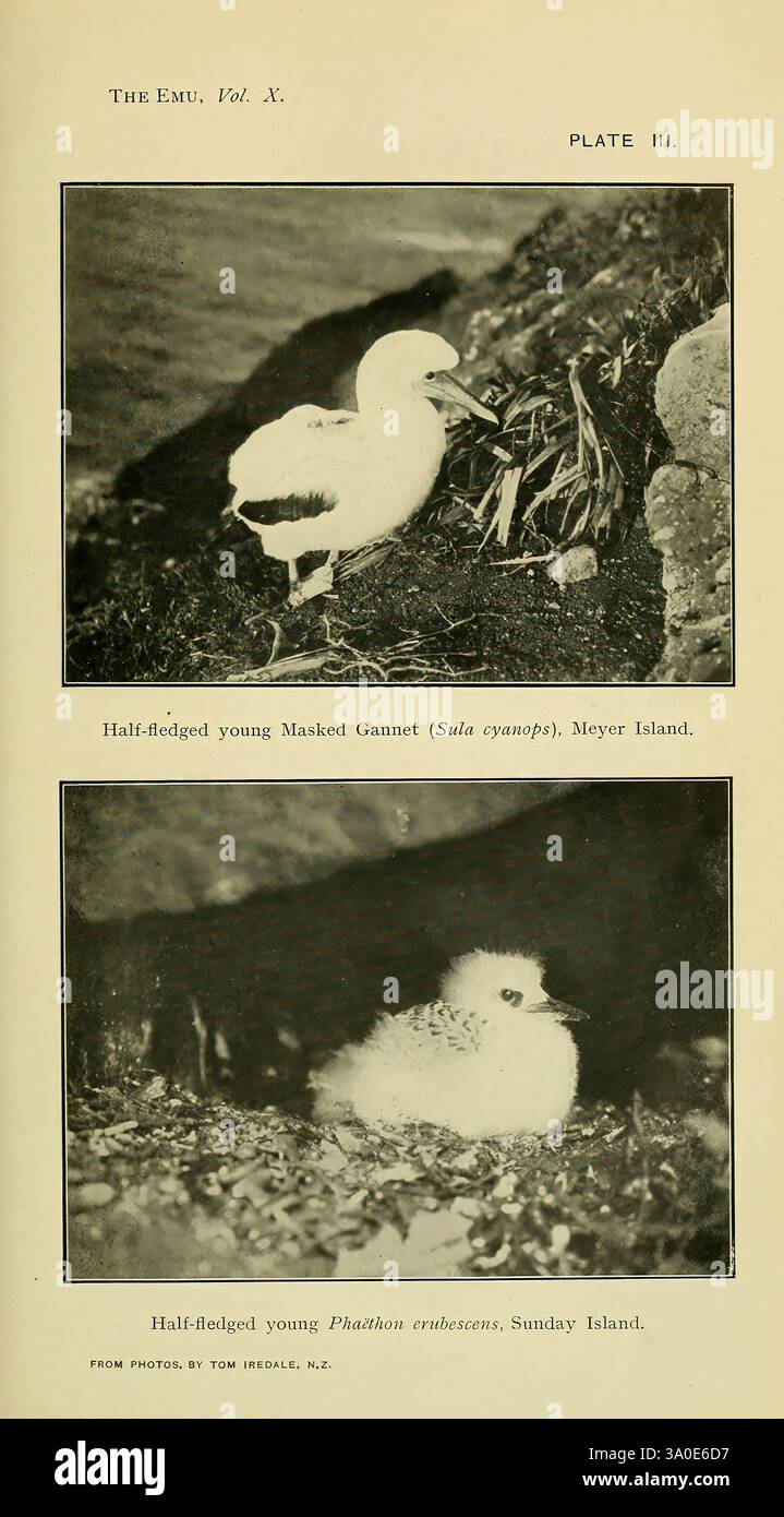 Two distinct species of seabirds hi-res stock photography and images ...