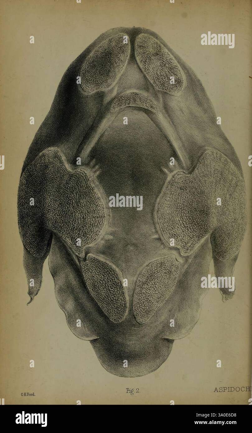 Organisms unique body structure hi-res stock photography and images - Alamy